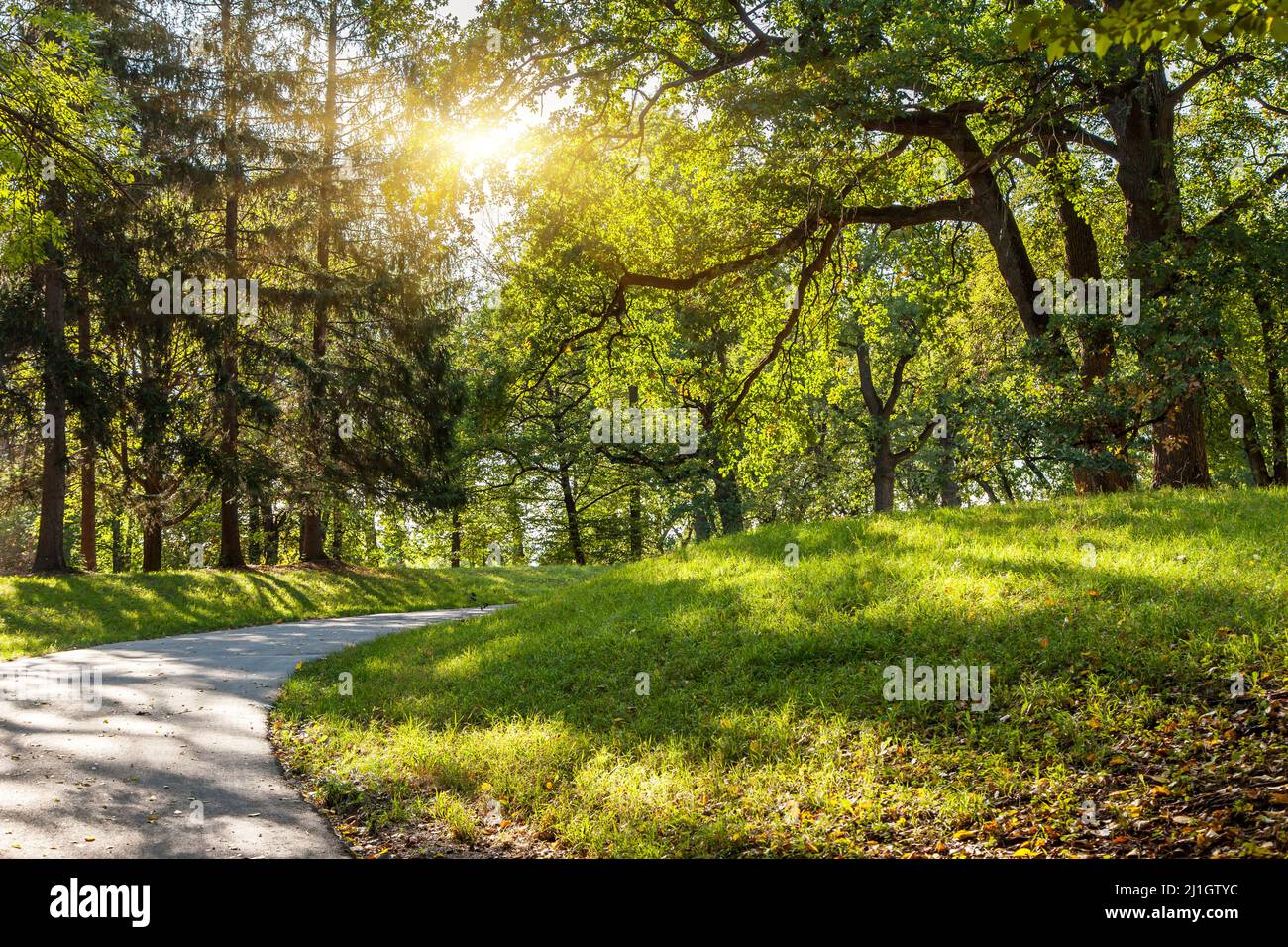 Sunlight in the green forest early morning. Dendro park Uman, Ukraine ...