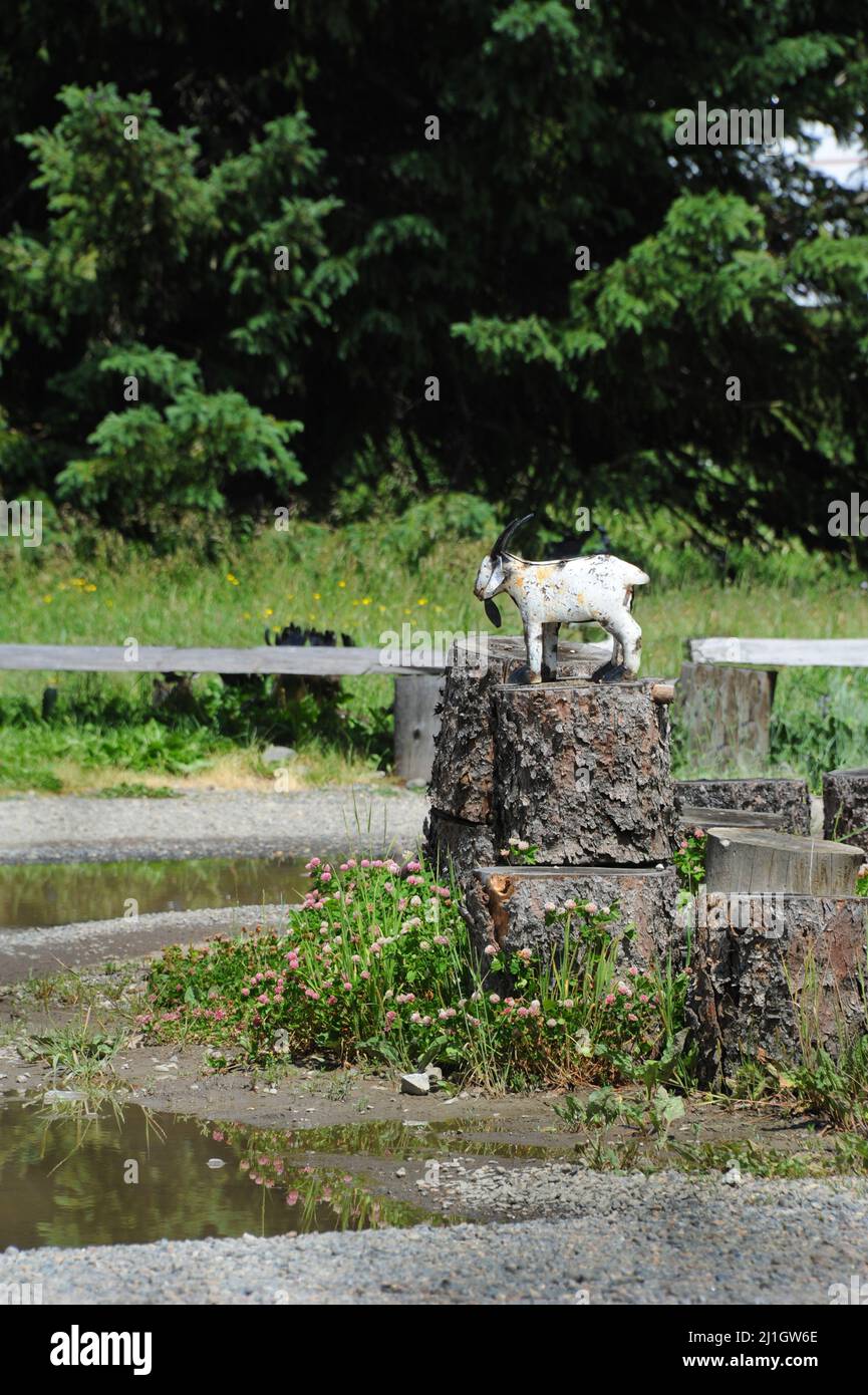 Metal goat sits on top of tree stumps. Stumps are surrounded by mud ...