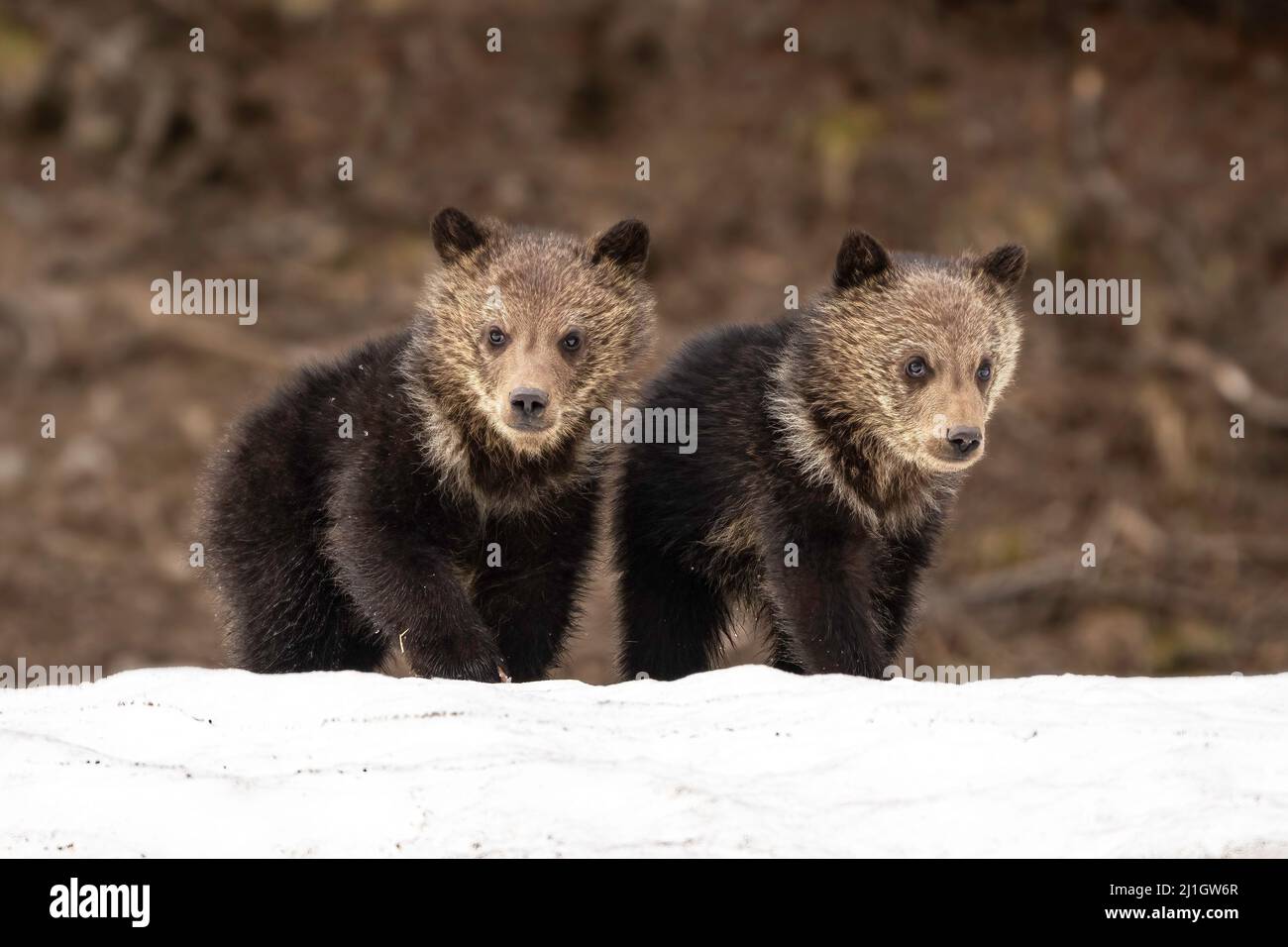Grizzly cub yellowstone hi-res stock photography and images - Alamy