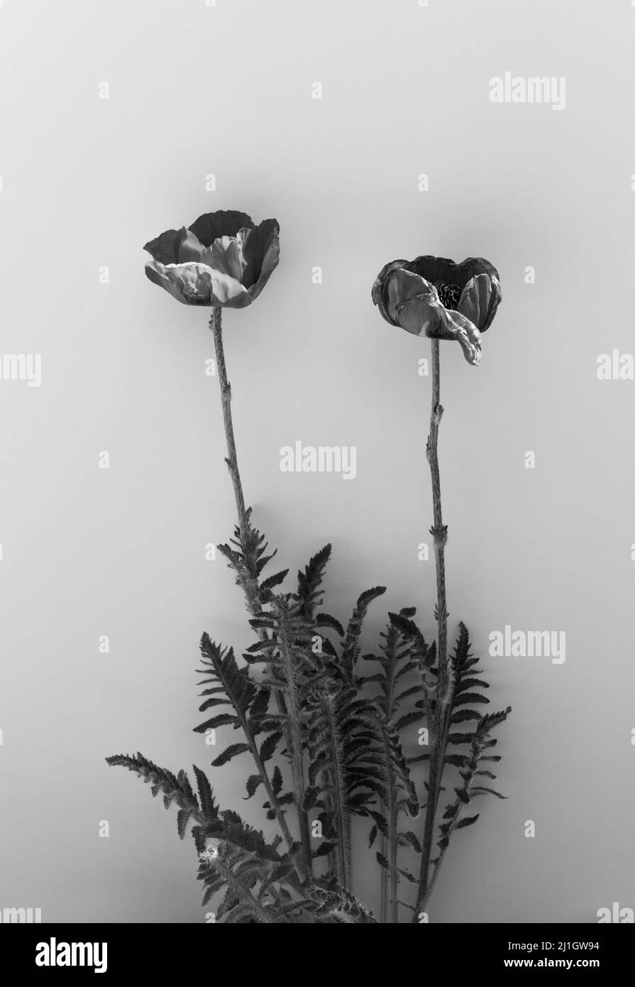Drooping foliage Black and White Stock Photos & Images - Alamy