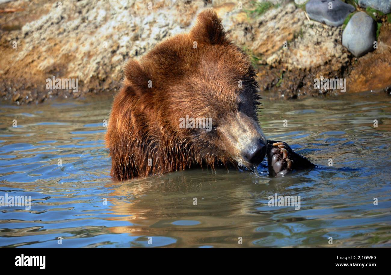 Grizzly bear painting hi-res stock photography and images - Alamy