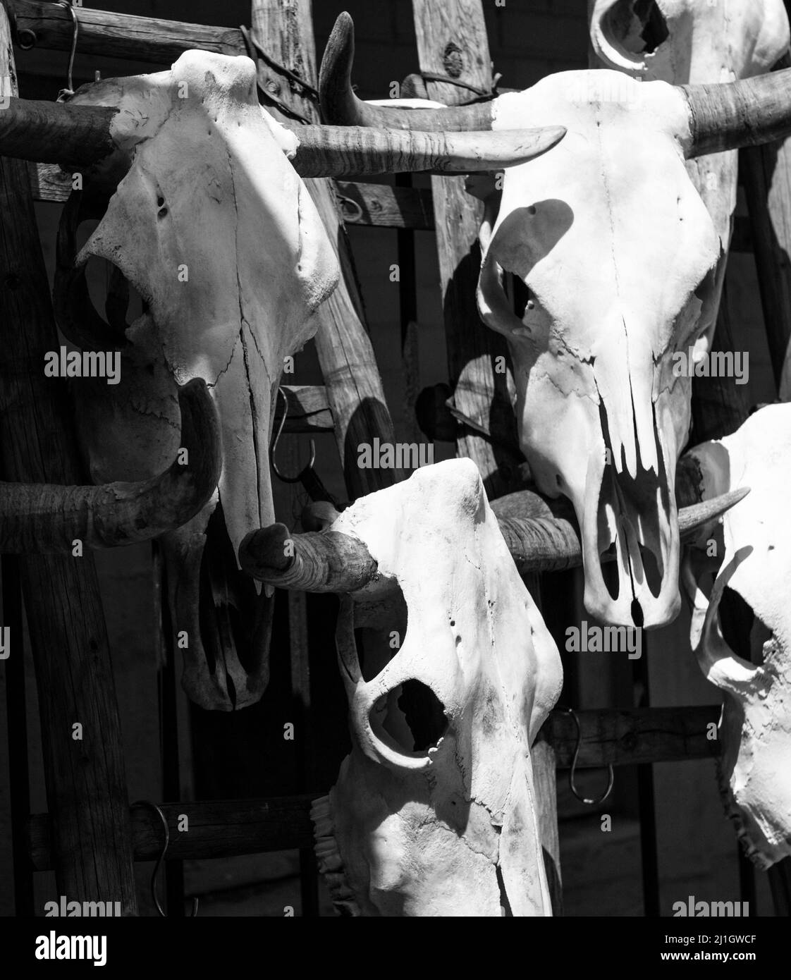 New mexico taos animal skulls hi-res stock photography and images - Alamy