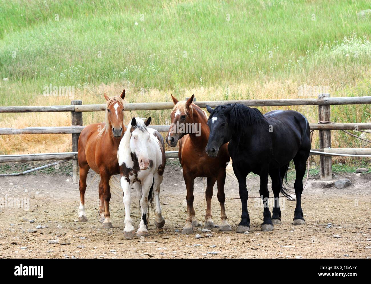 Group of horses, in a wooden corral, step towards the camera Stock ...