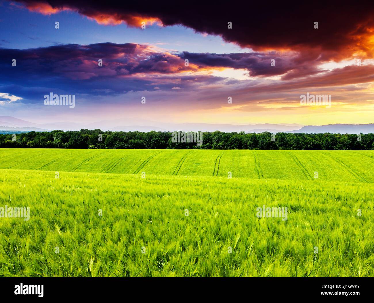 Lush corn field under beautiful hi-res stock photography and images - Alamy