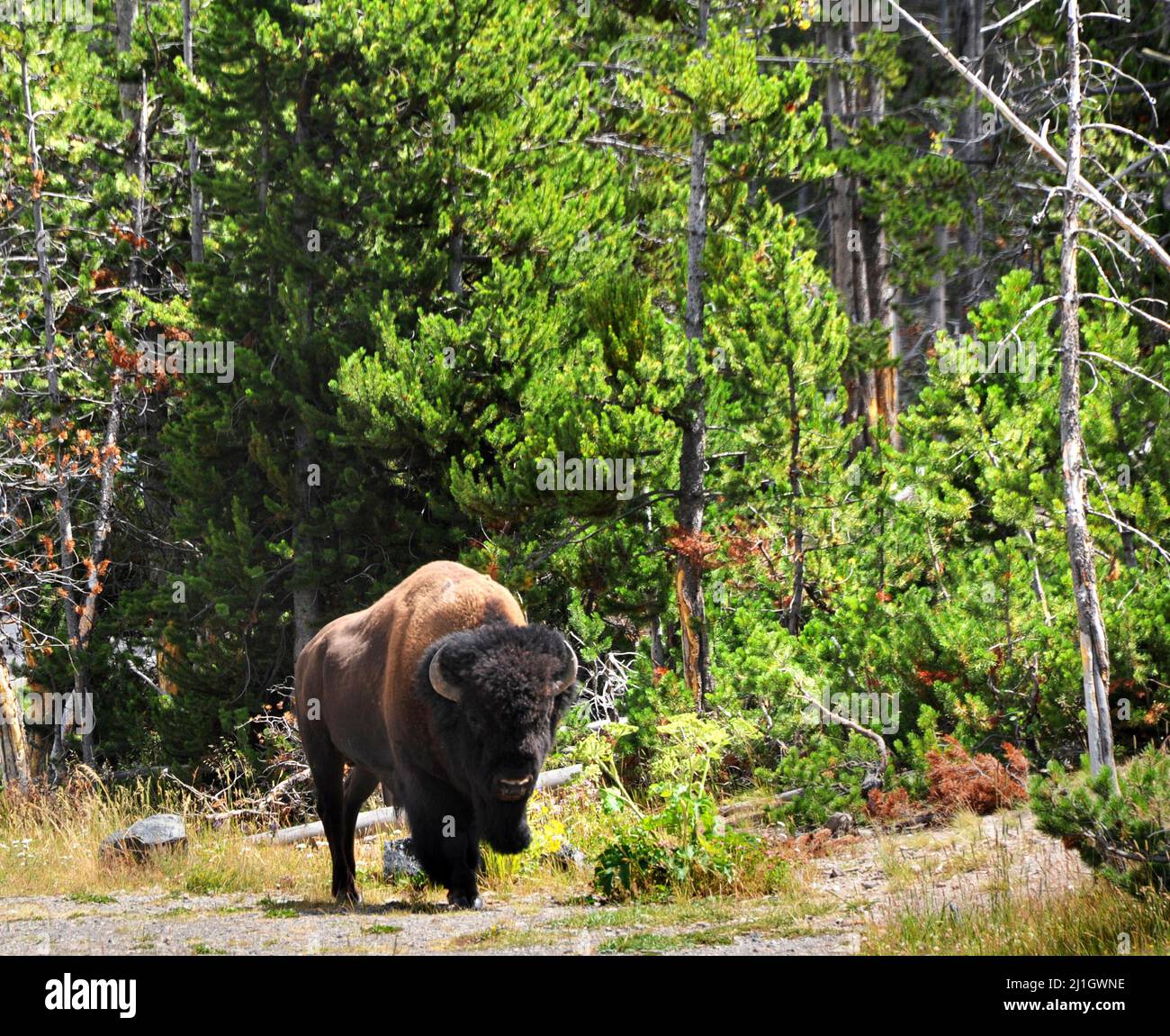 Bison moves slowly along the edge of the forest in Yellowstone National ...