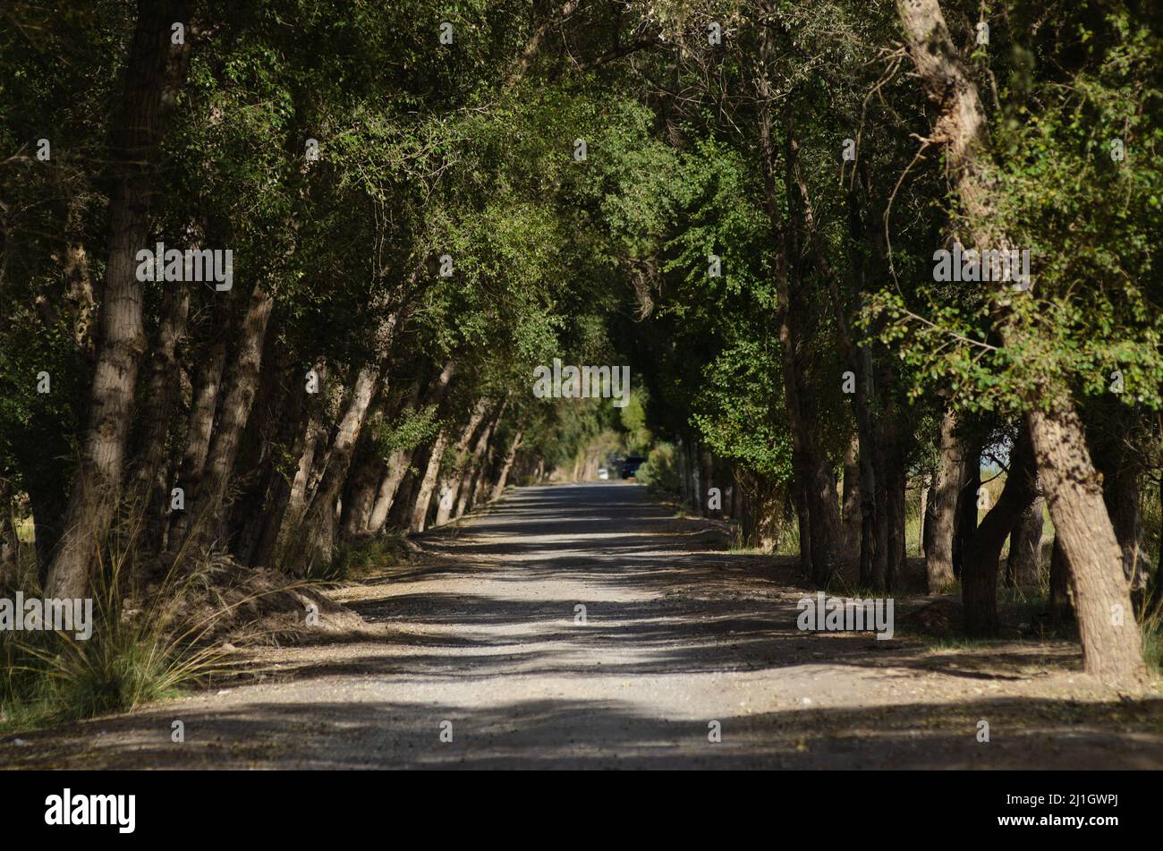 A soil path through the dense trees in the forest Stock Photo - Alamy