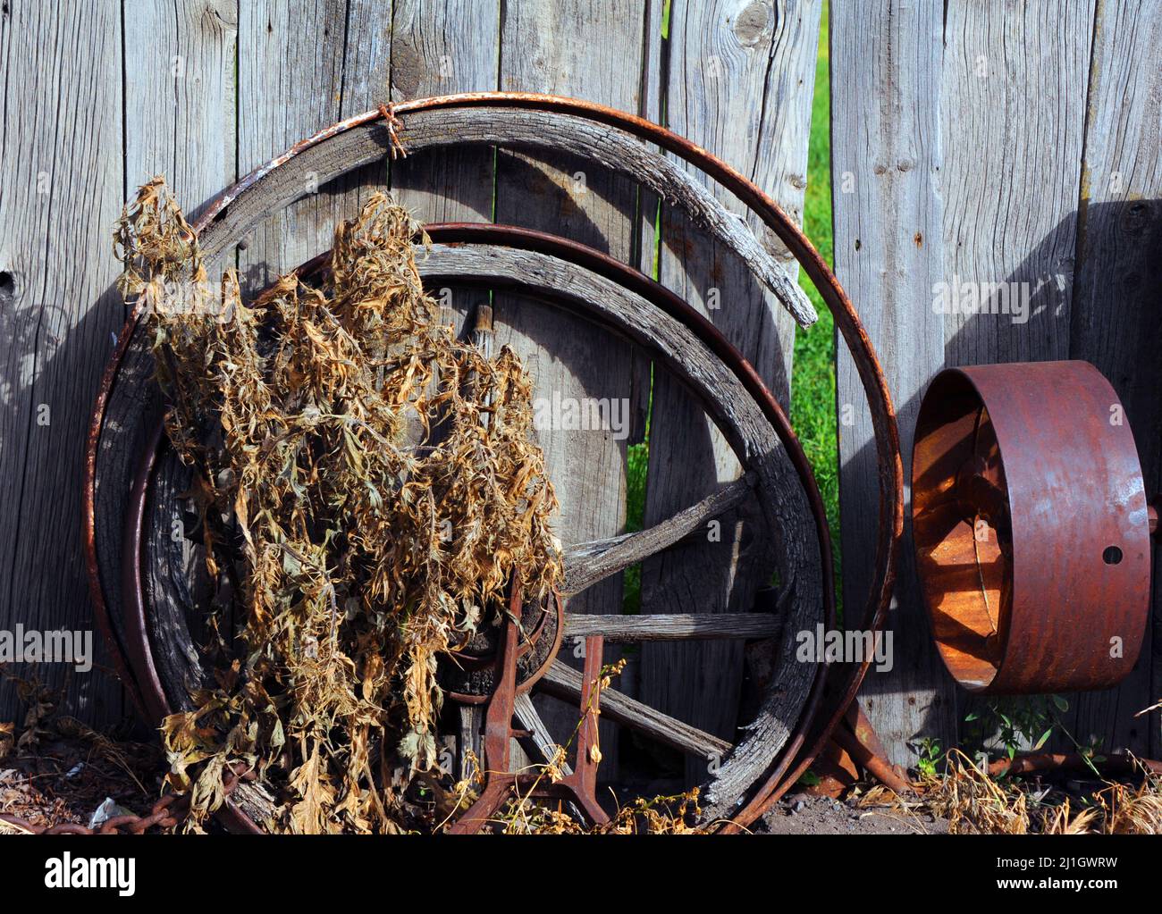 Metal and wooden wagon wheels lean against a rustic wooden wall. Weeds ...