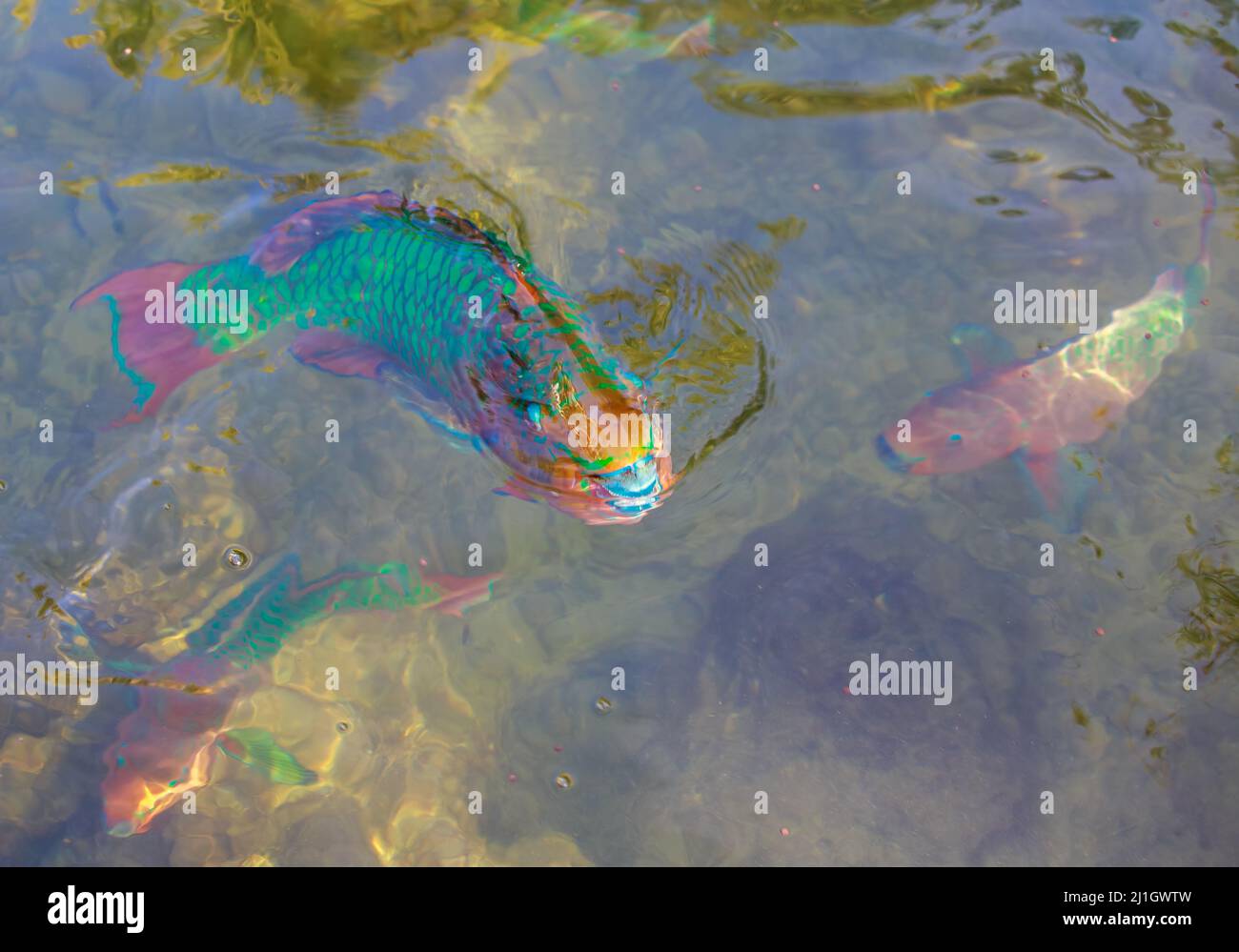 The colorful fish swimming in the pond Stock Photo - Alamy