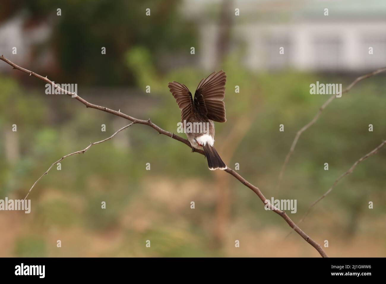A Black Head Sparrow Spreading its Wings Beautifully Stock Photo - Alamy