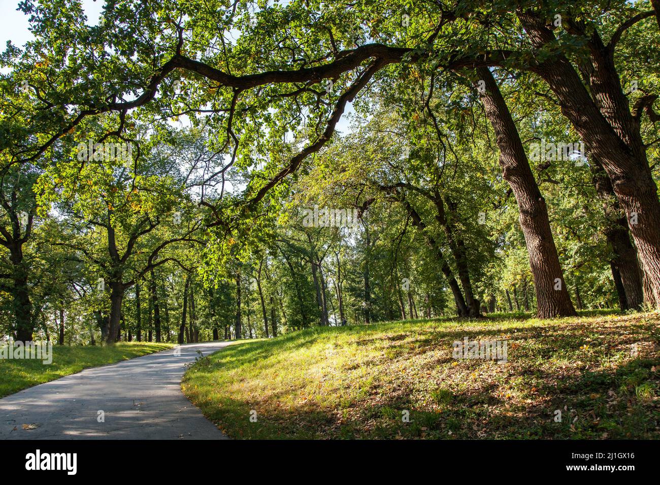 Sunlight in the green forest early morning. Dendro park Uman, Ukraine ...