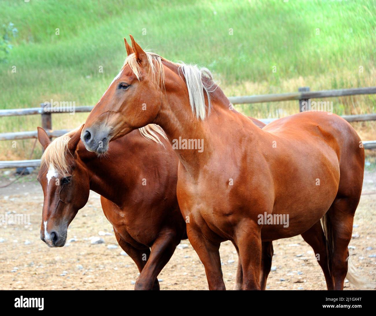 Two horses in pen hi-res stock photography and images - Alamy