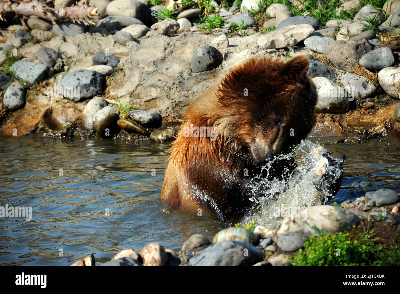Wiggling fish hi-res stock photography and images - Alamy