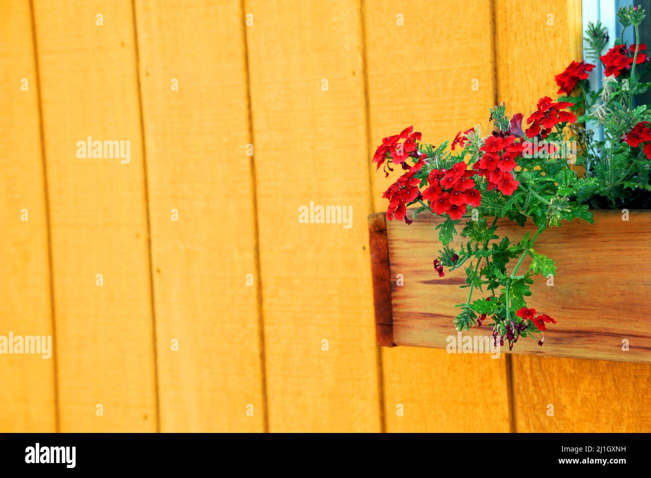 Rustic window box, with beautiful red blooming flowers, is highlighted ...