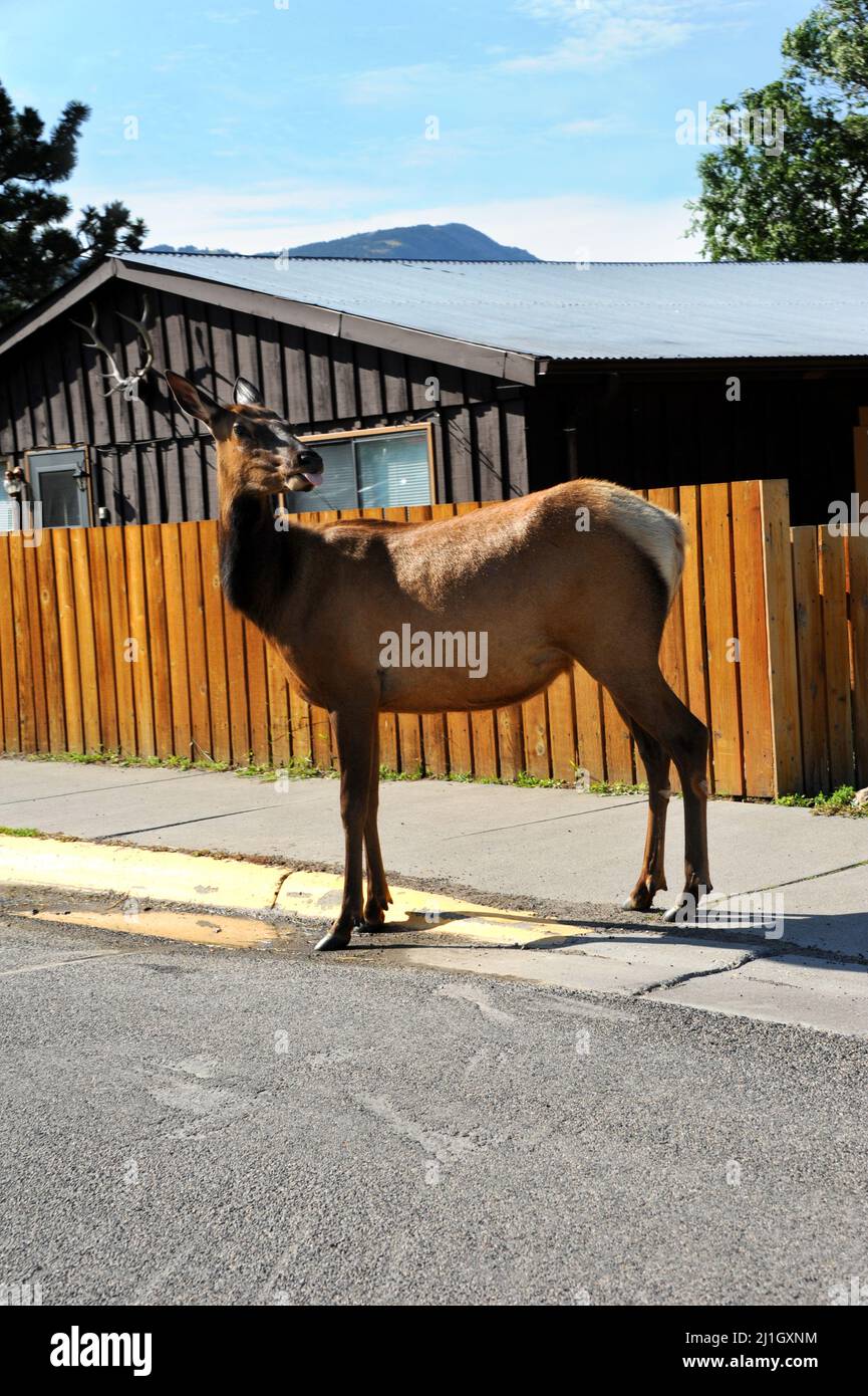 Elk stands on a sidewalk in Gardner, Montana and sticks his tongue out ...