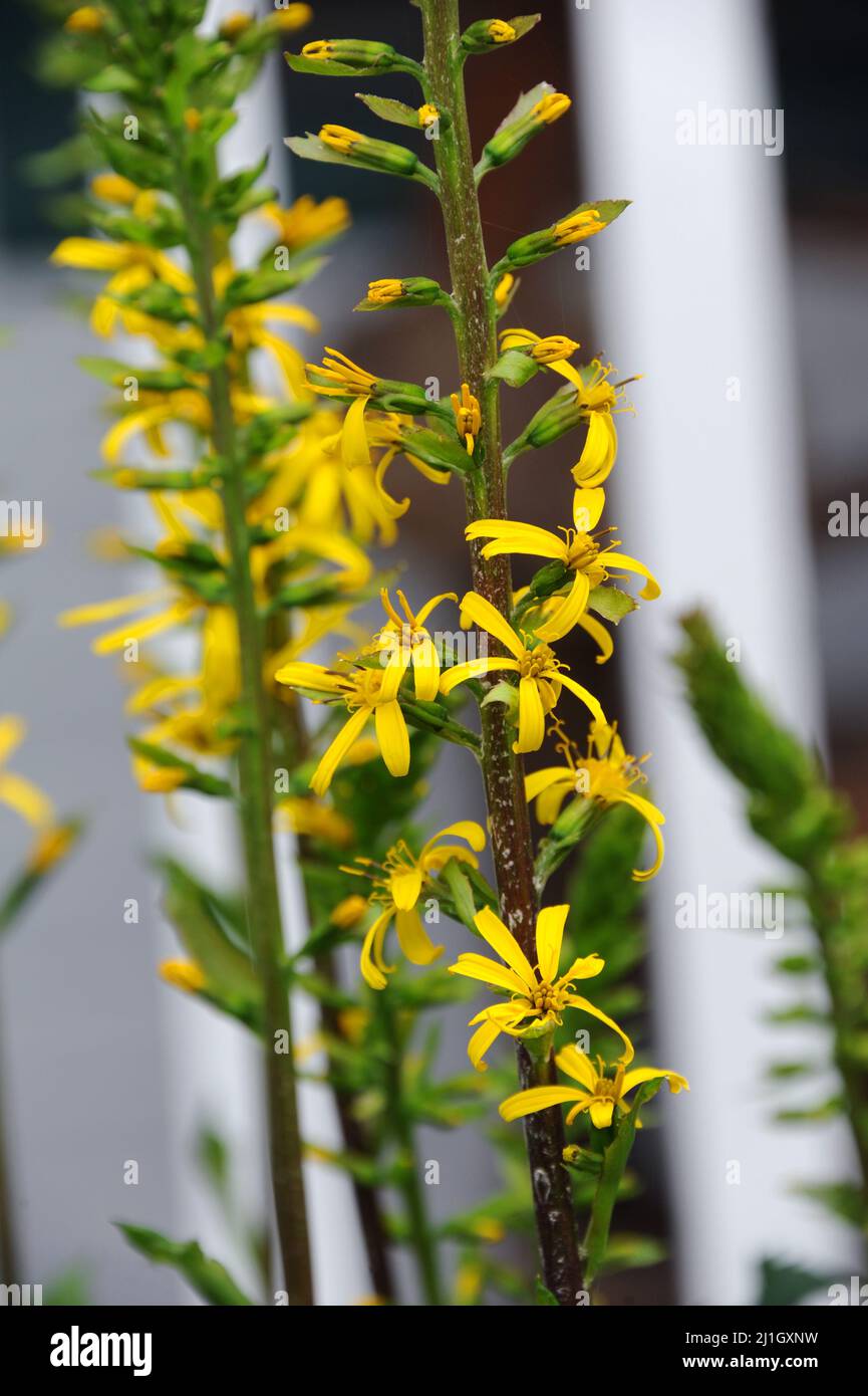 Long stem stalk hi-res stock photography and images - Alamy
