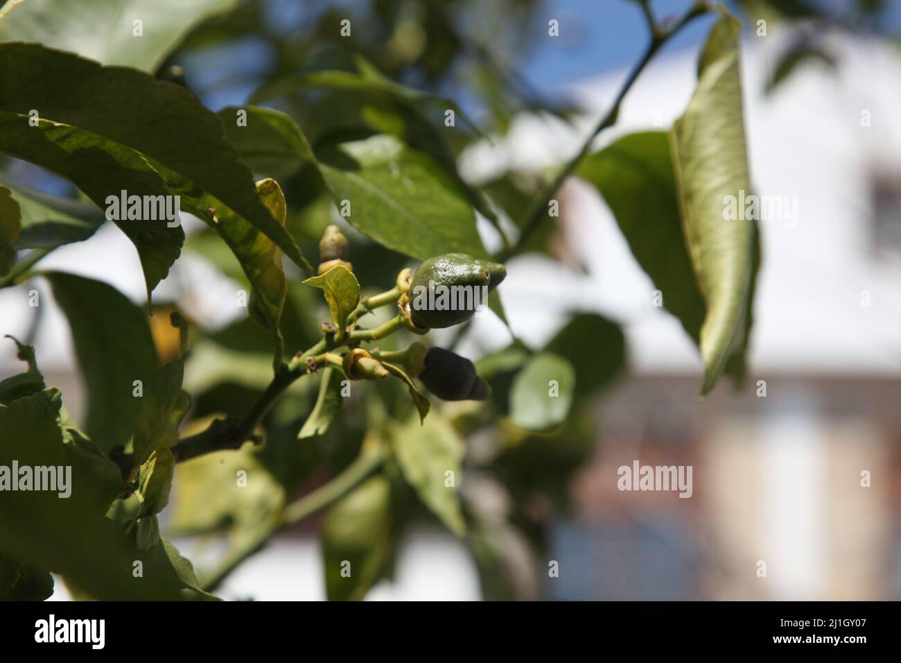 Close up mini citrus hi-res stock photography and images - Alamy