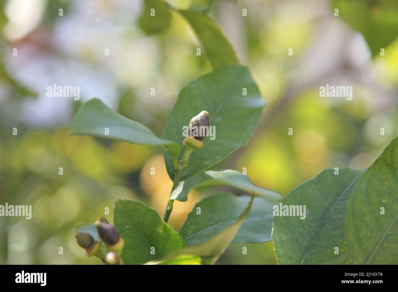 Mini citrus fruit hi-res stock photography and images - Alamy