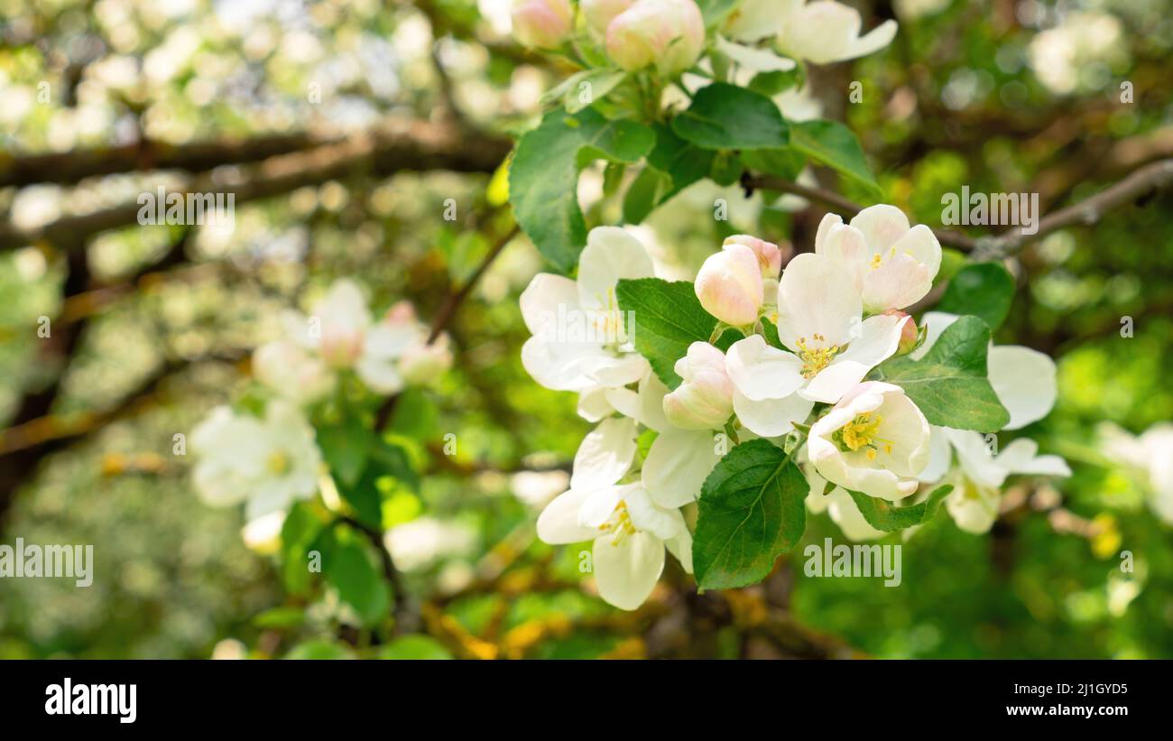 White spring flowers on a fruit tree. Blooming branch of an apple tree ...