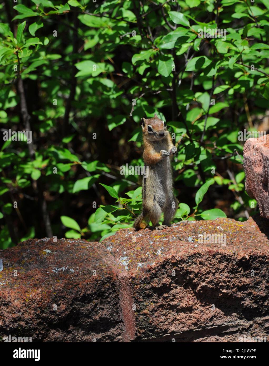 Cute chipmunk stands on his rear legs begging for food at the Little ...