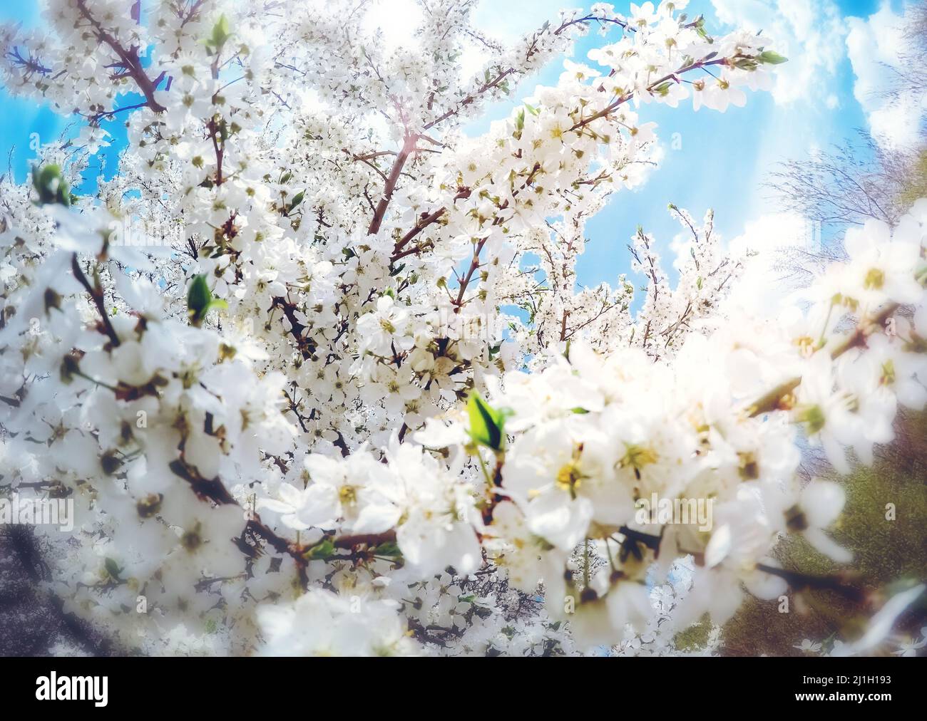Fantastic apple orchard is illuminated by sunlight. Fruit tree in april ...