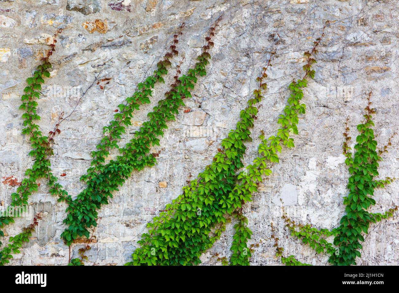 Creeper plant on concrete wall hi-res stock photography and images - Alamy