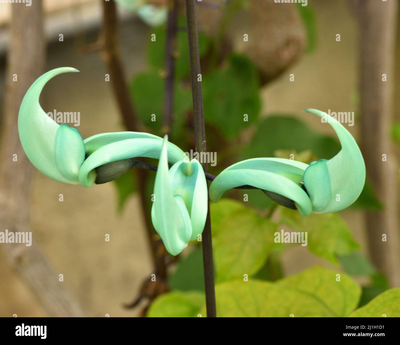 Jade Vine Plant (Strongylodon macrobotrys) showing green flowers Stock ...