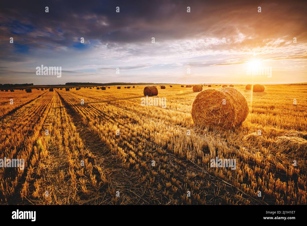 Majestic yellow field with round hay bales at twilight glowing by ...