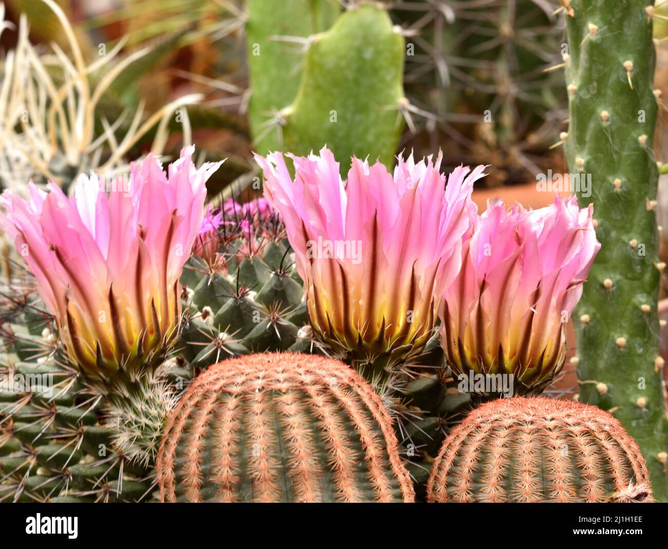 Rainbow cactus (Echinocereus pectinatus) flowers Stock Photo - Alamy