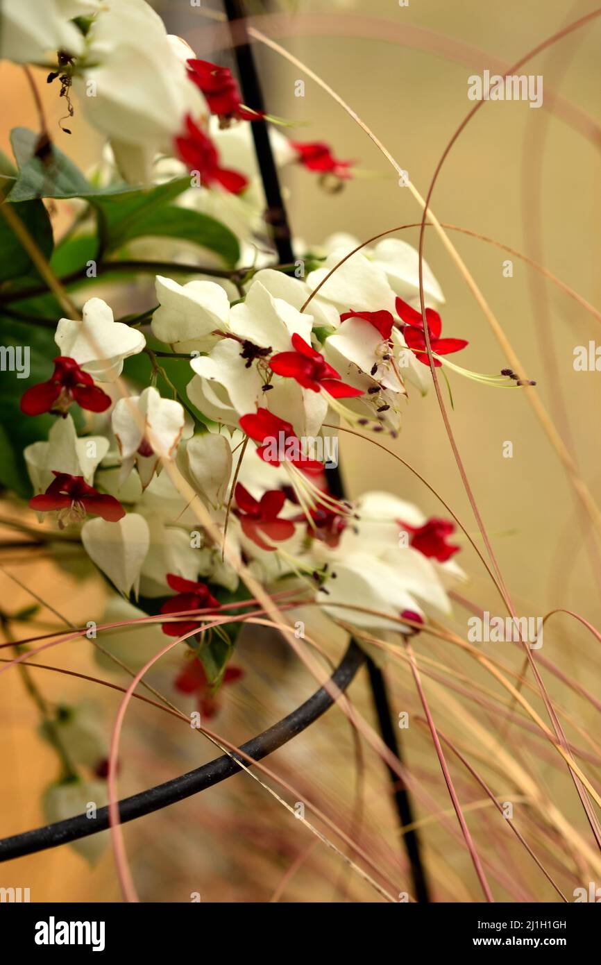 Bleeding Heart with White and Red Blooms Stock Photo - Alamy