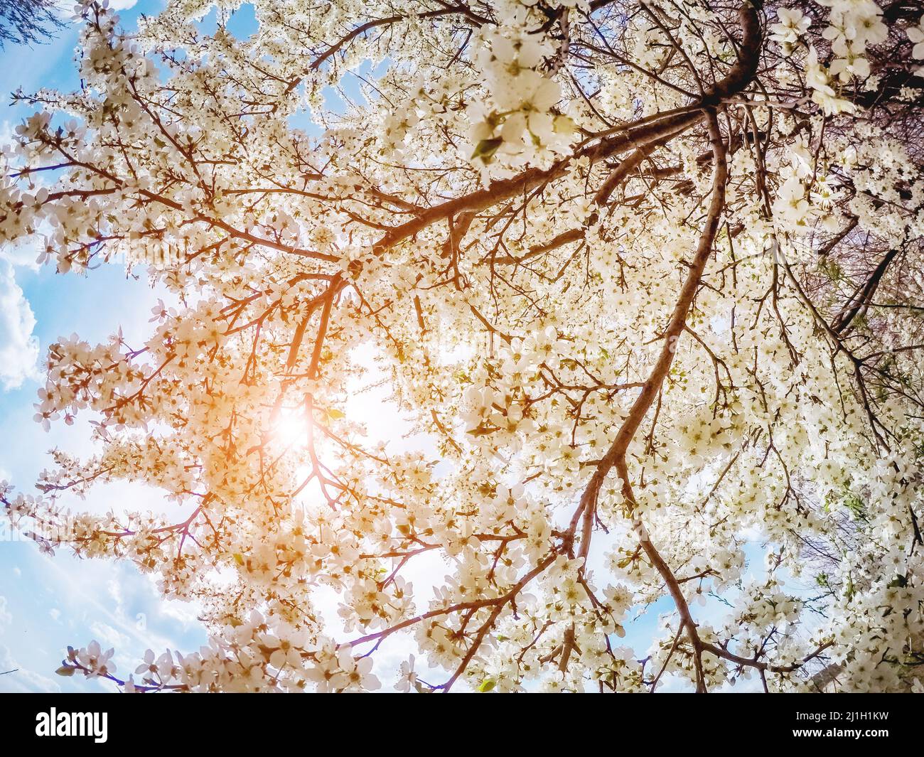 Fantastic apple orchard is illuminated by sunlight. Fruit tree in april ...