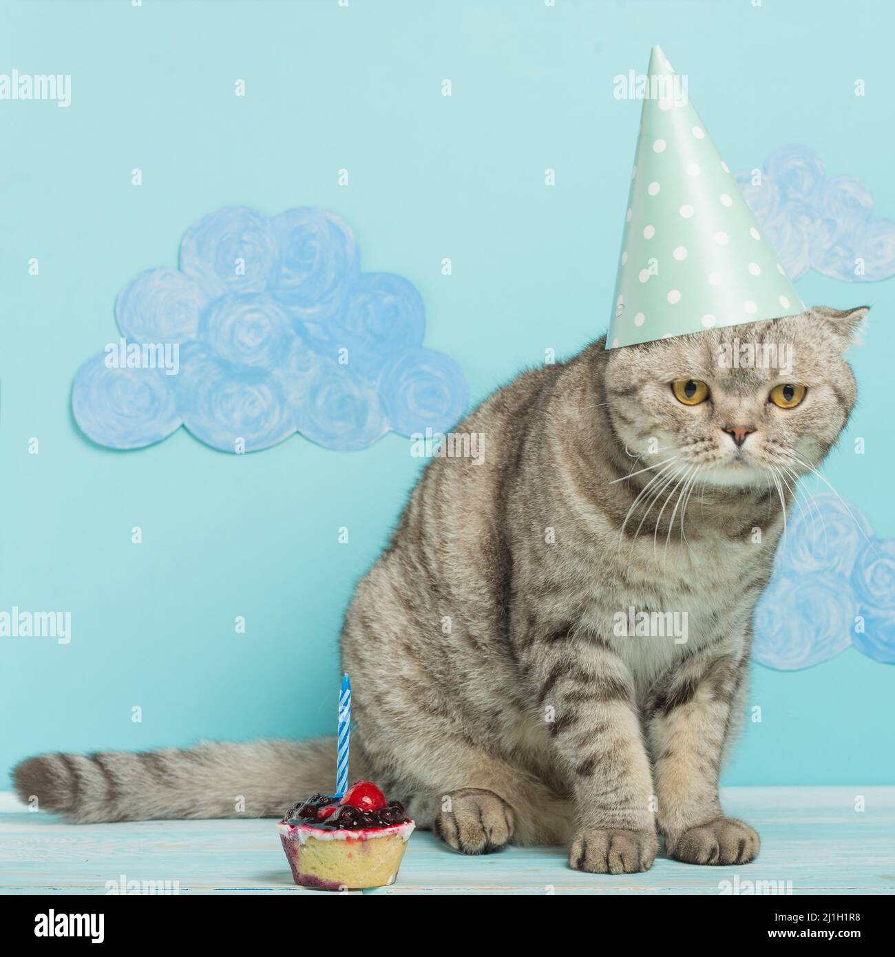birthday cat, congratulations on the holiday, with an empty space for ...