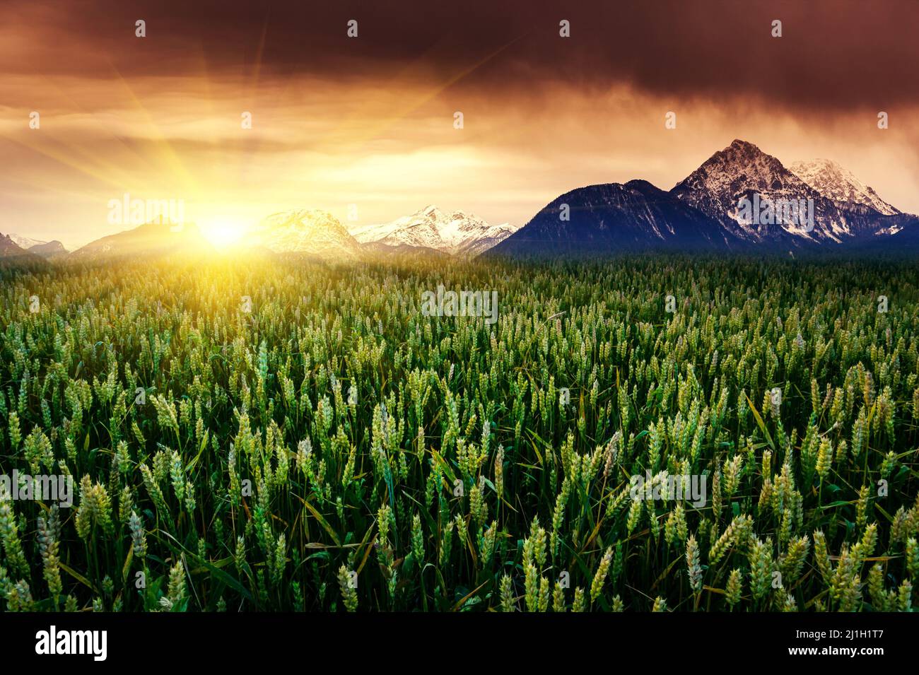 Fantastic field with snow peaks in warm sunlight. Dramatic and ...