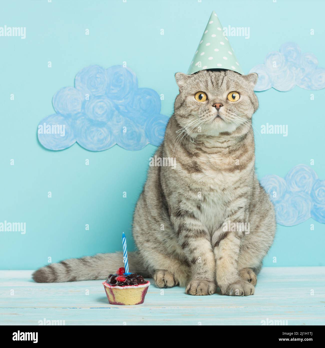 birthday cat, congratulations on the holiday Stock Photo - Alamy