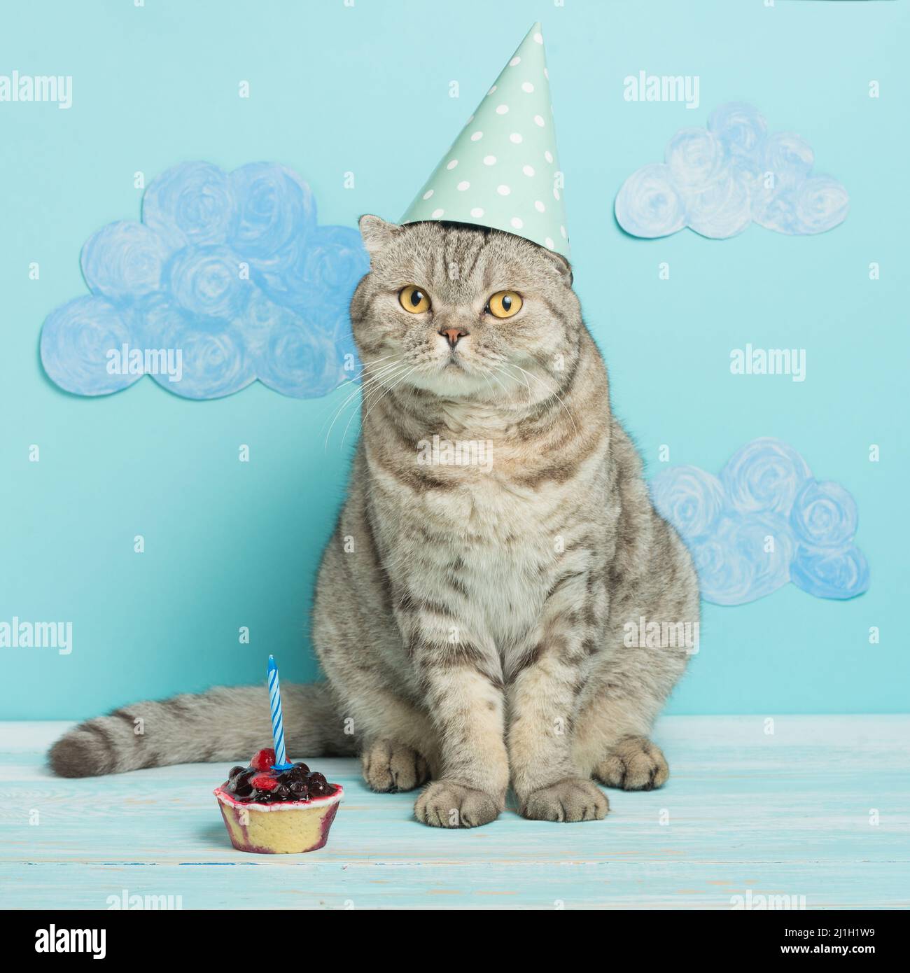 birthday cat, congratulations on the holiday Stock Photo - Alamy