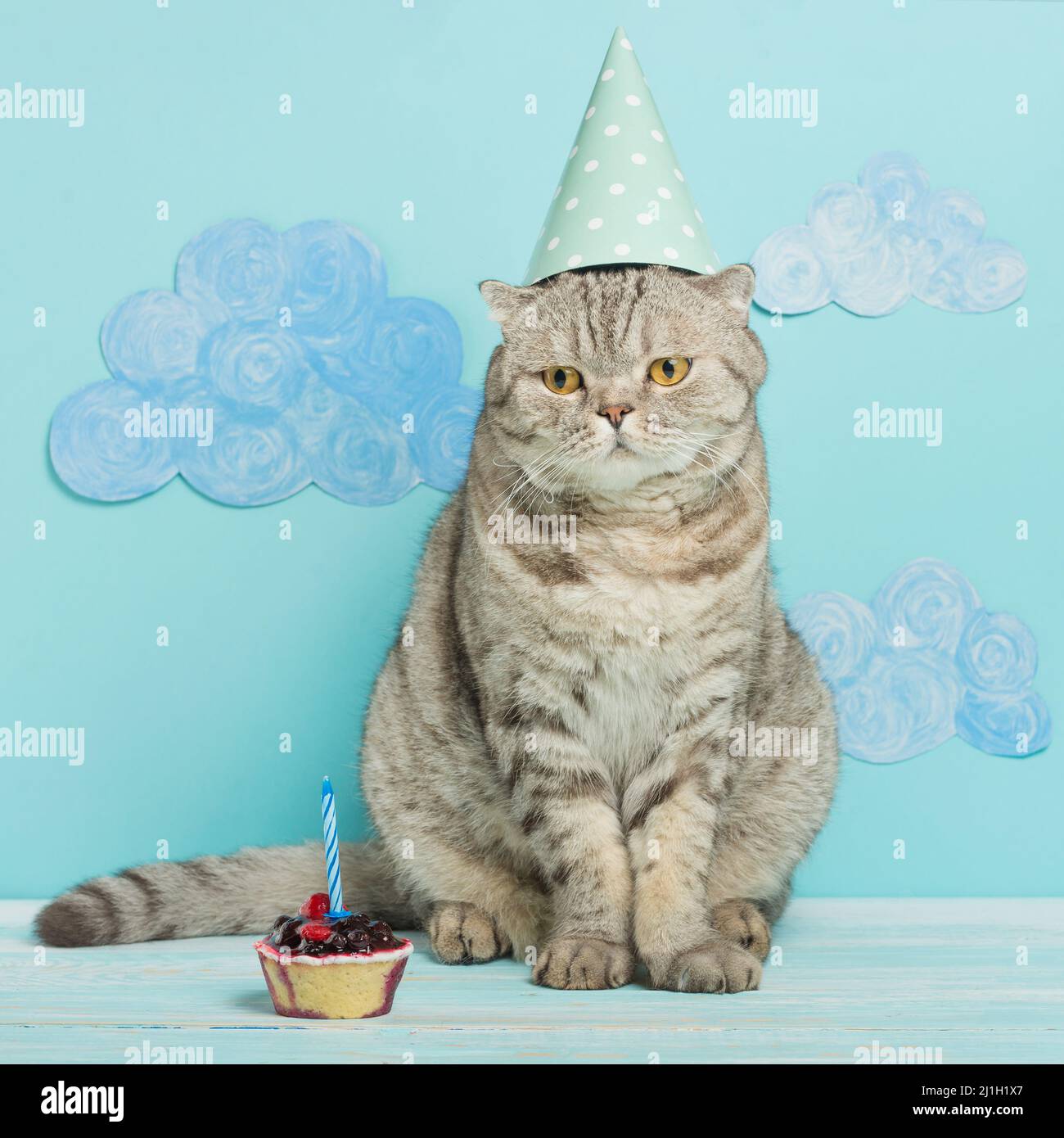 birthday cat, congratulations on the holiday Stock Photo - Alamy