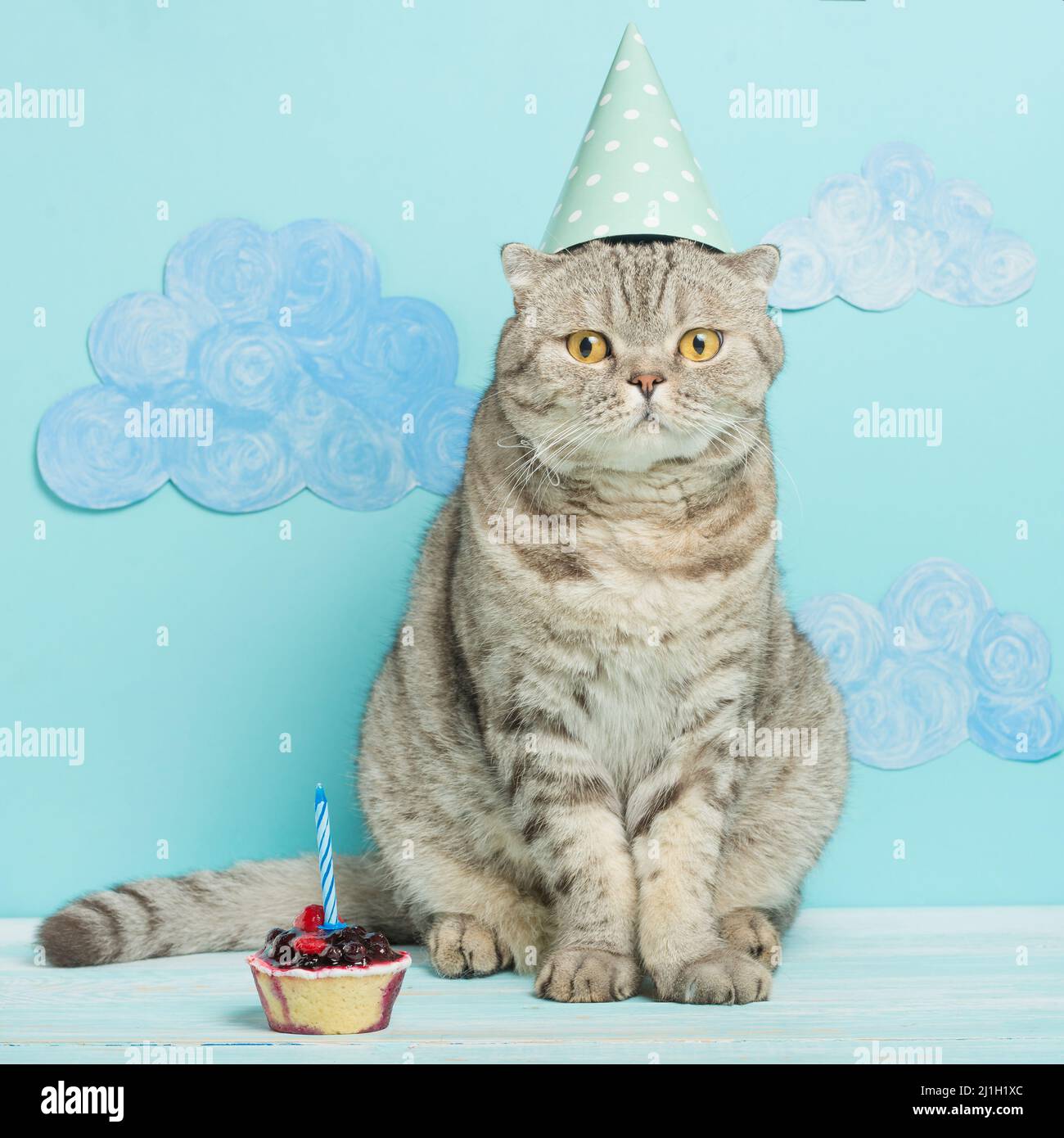 birthday cat, congratulations on the holiday Stock Photo - Alamy