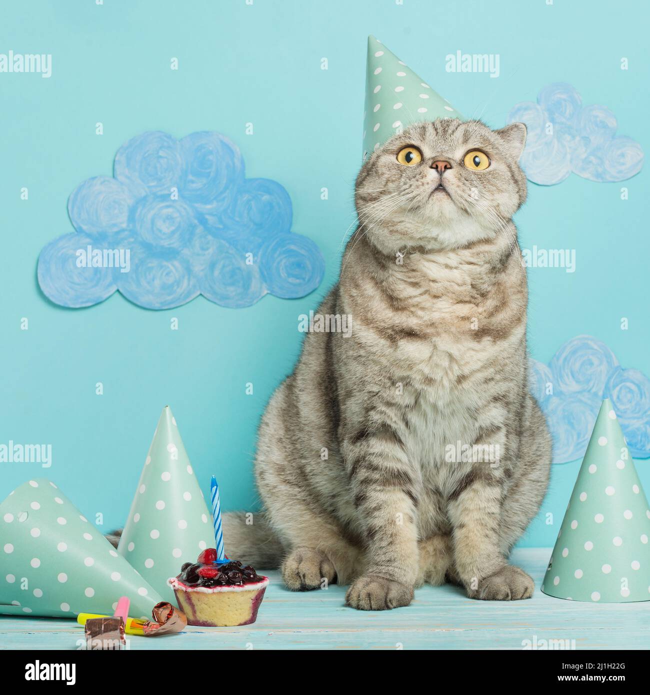 birthday greetings from a cat Stock Photo - Alamy