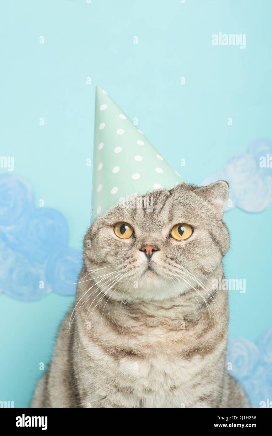 birthday cat, congratulations on the holiday Stock Photo - Alamy