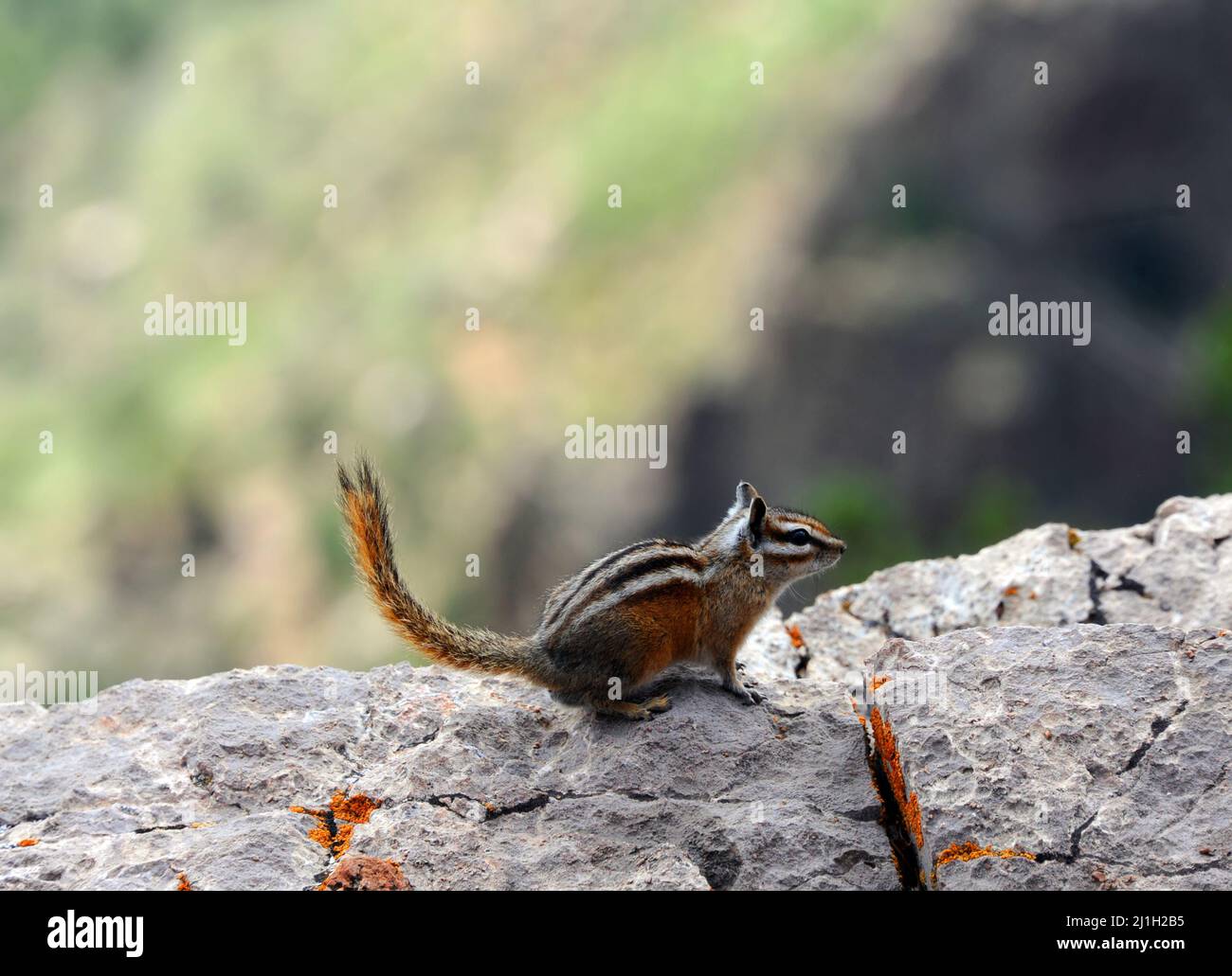 Chipmunk freezes in place at being approached. It is sitting on the ...