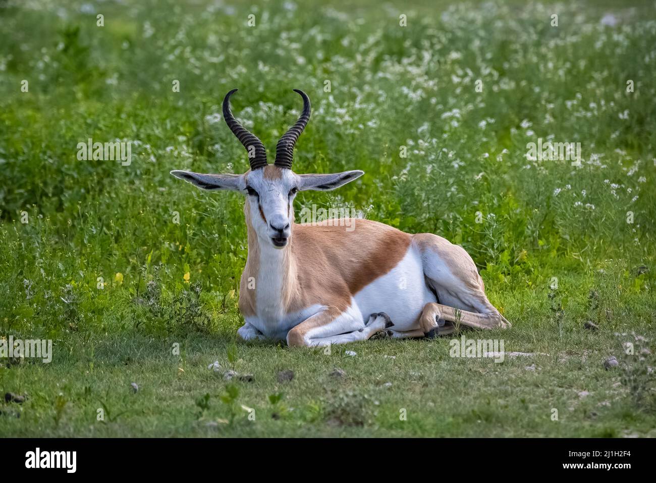A springbok, Antidorcas marsupialis, standing in the bush in Namibia ...