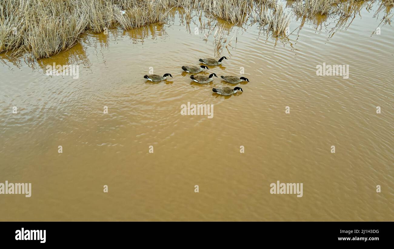 This pond was frozen and now spring approaches with the geese swimming ...