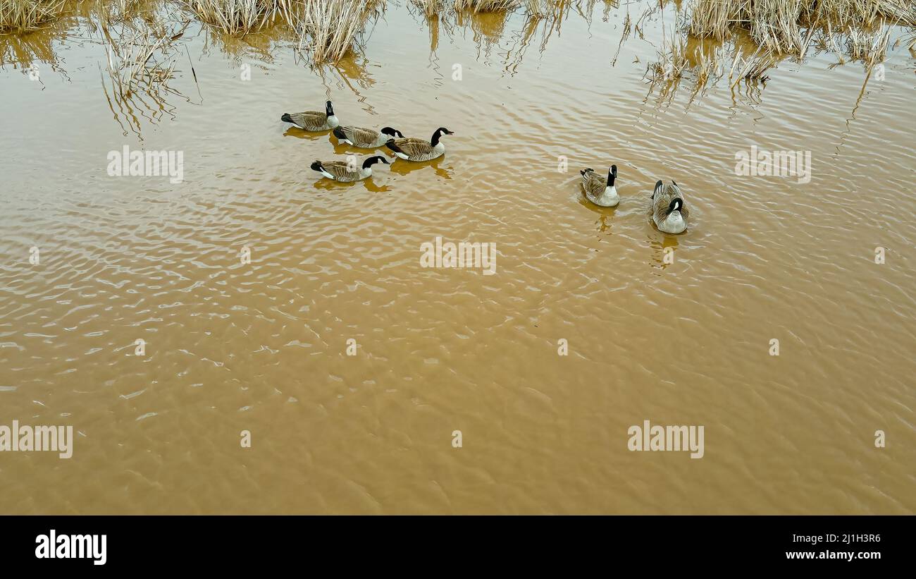 This pond was frozen and now spring approaches with the geese swimming ...