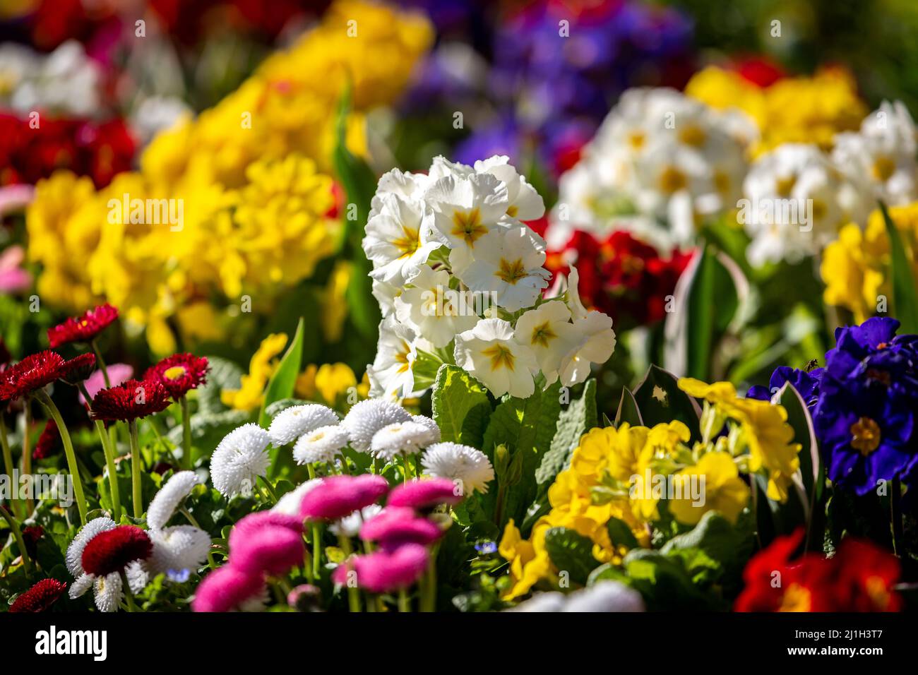 Primula vibrant coloured flowers hi-res stock photography and images ...
