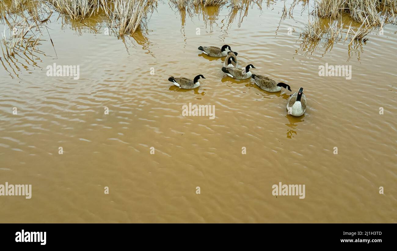 This pond was frozen and now spring approaches with the geese swimming ...