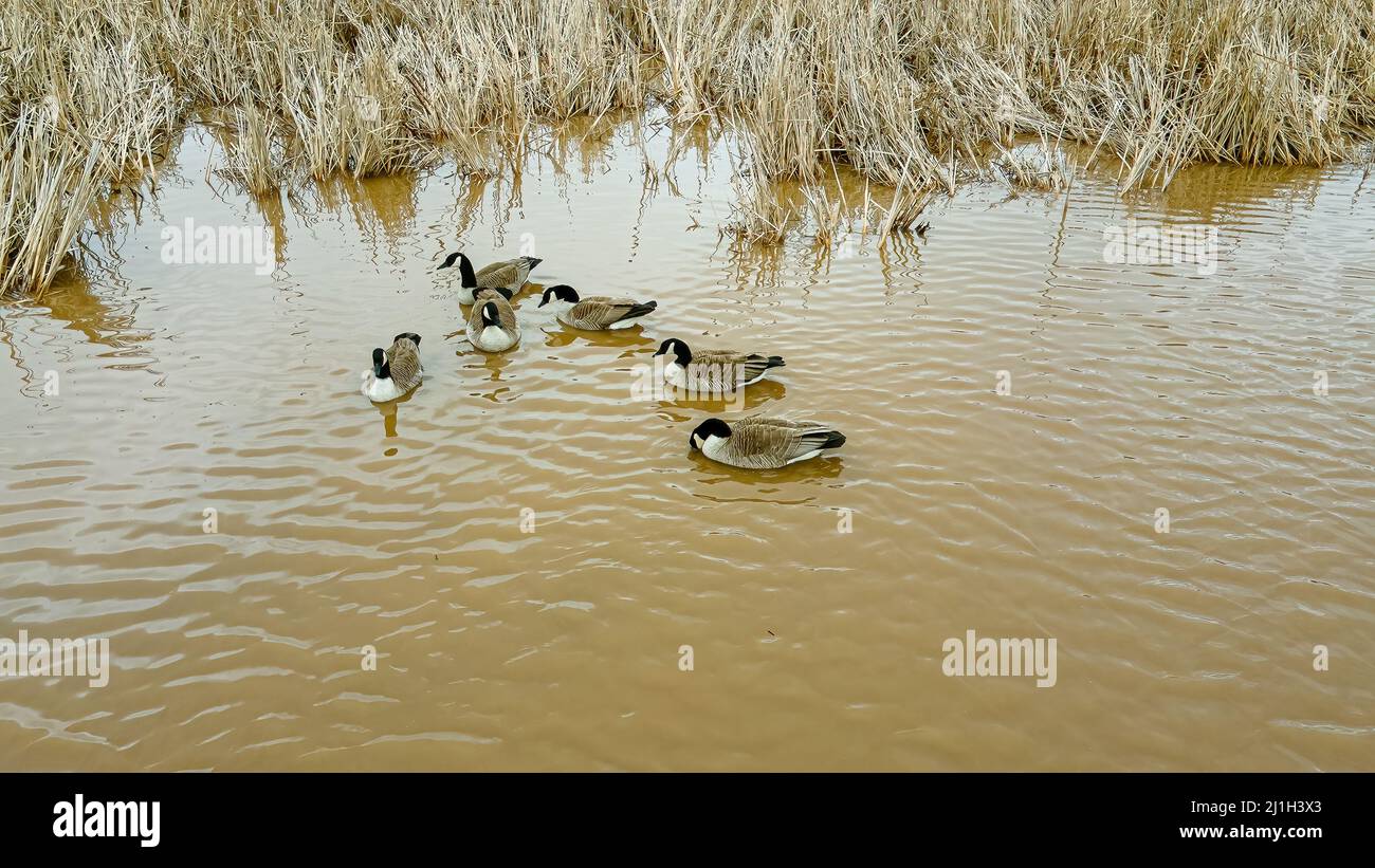 This pond was frozen and now spring approaches with the geese swimming ...