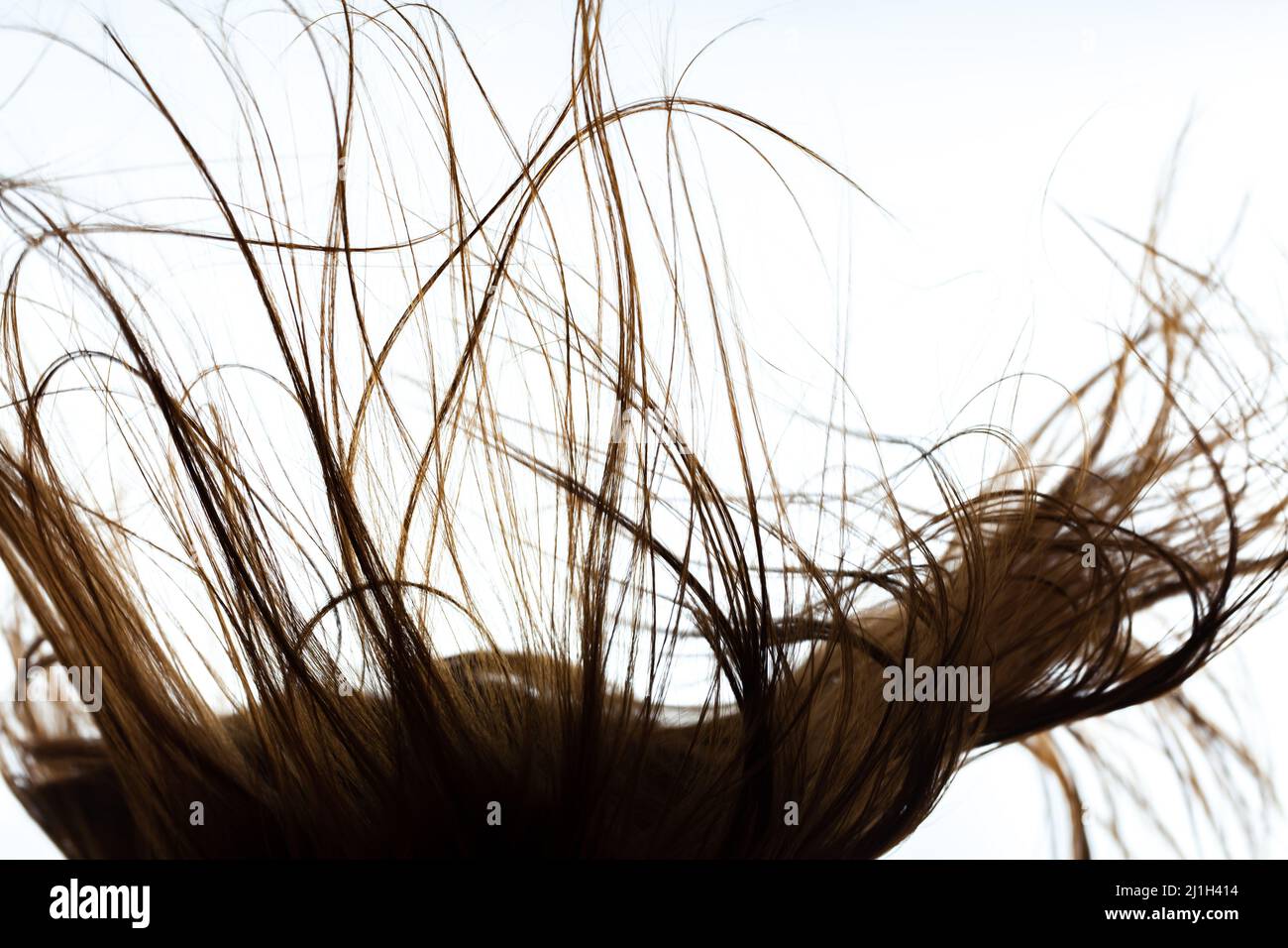 Abstract windy hair texture. Backlit silhouette on white background ...