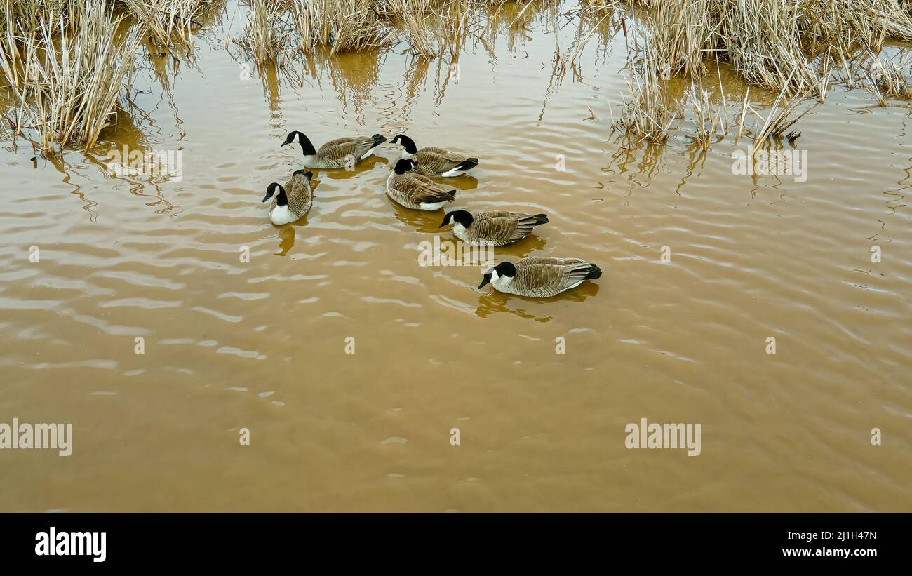 This pond was frozen and now spring approaches with the geese swimming ...