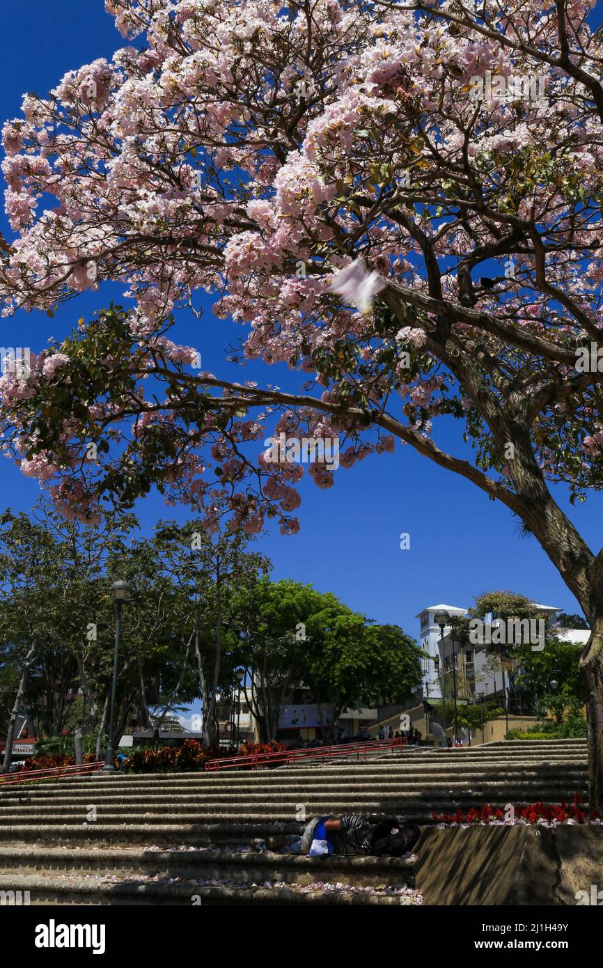 Pink Poui (Tabebuia rosea), tropical tree in front of the stairs with a ...