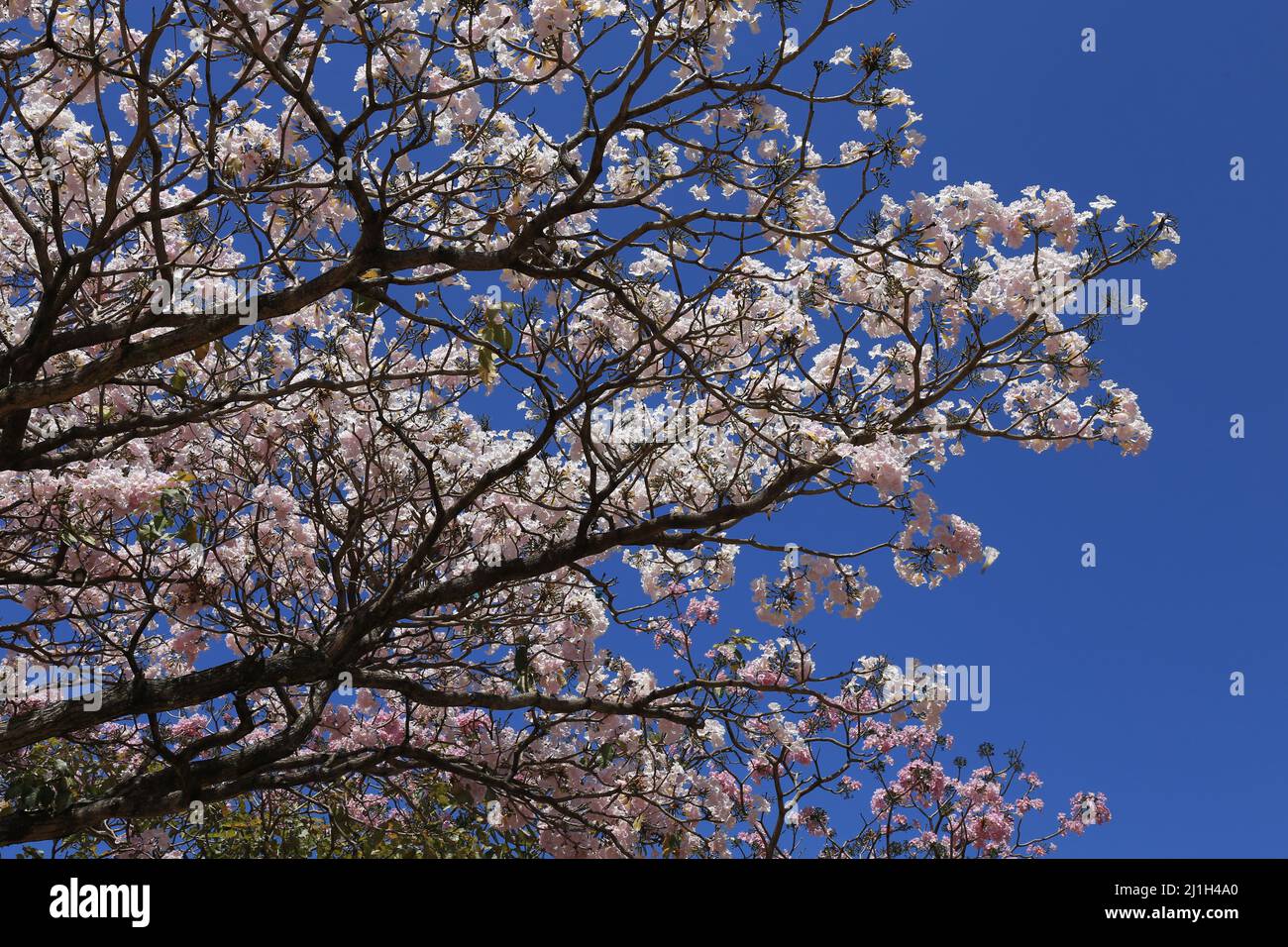 Pink Poui (Tabebuia rosea), tropical tree in blossom, Background Stock ...