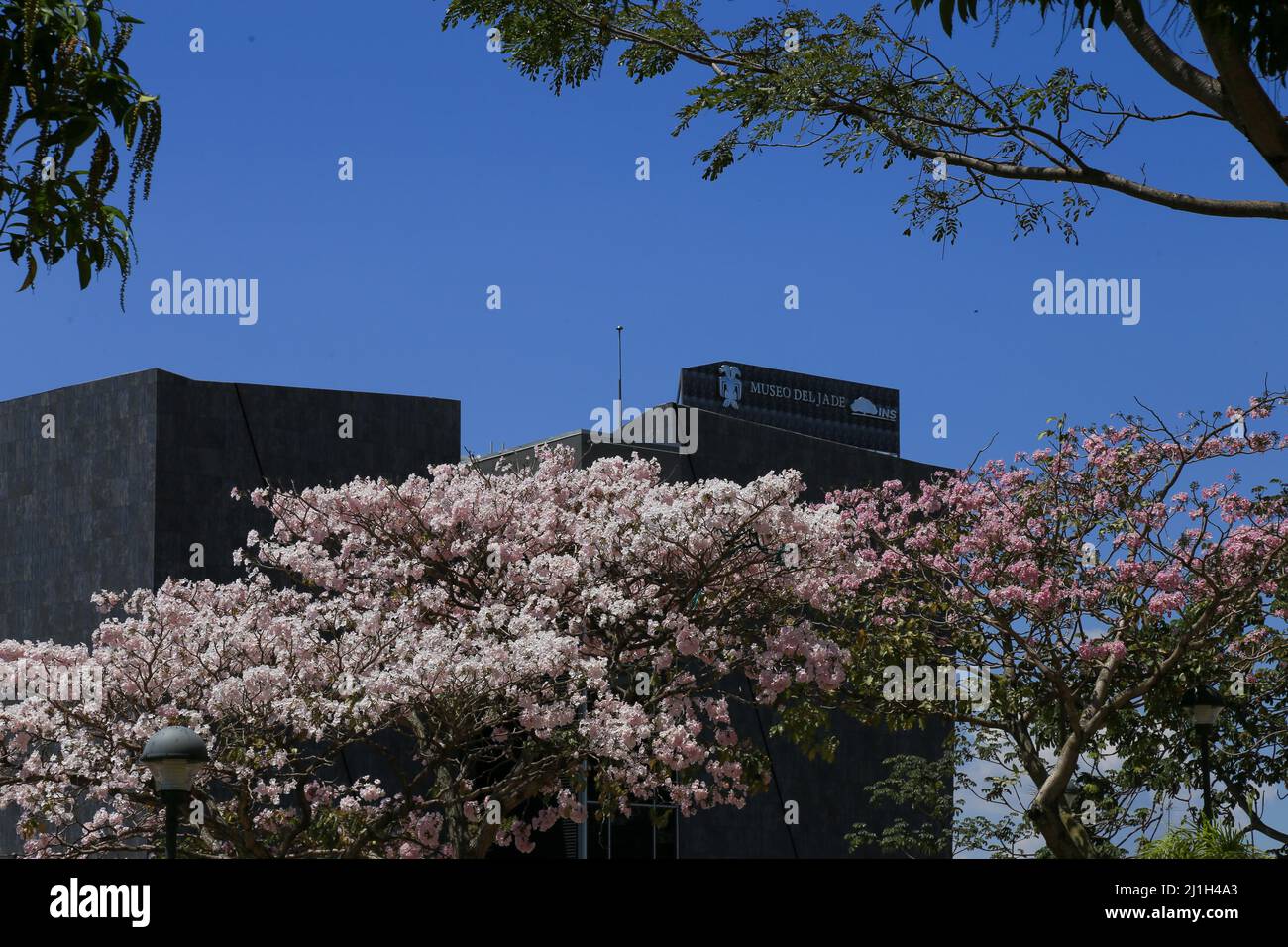 Pink Poui (Tabebuia rosea) in blossom, tropical tree with sky scraper ...